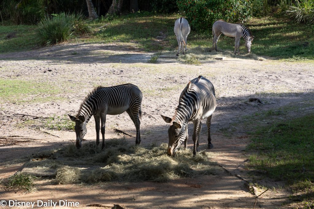 Disney Wild Africa Trek Review | Disney Daily Dime