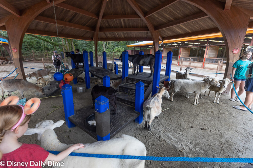 The Animation Experience at Conservation Station Review | Disney Daily Dime