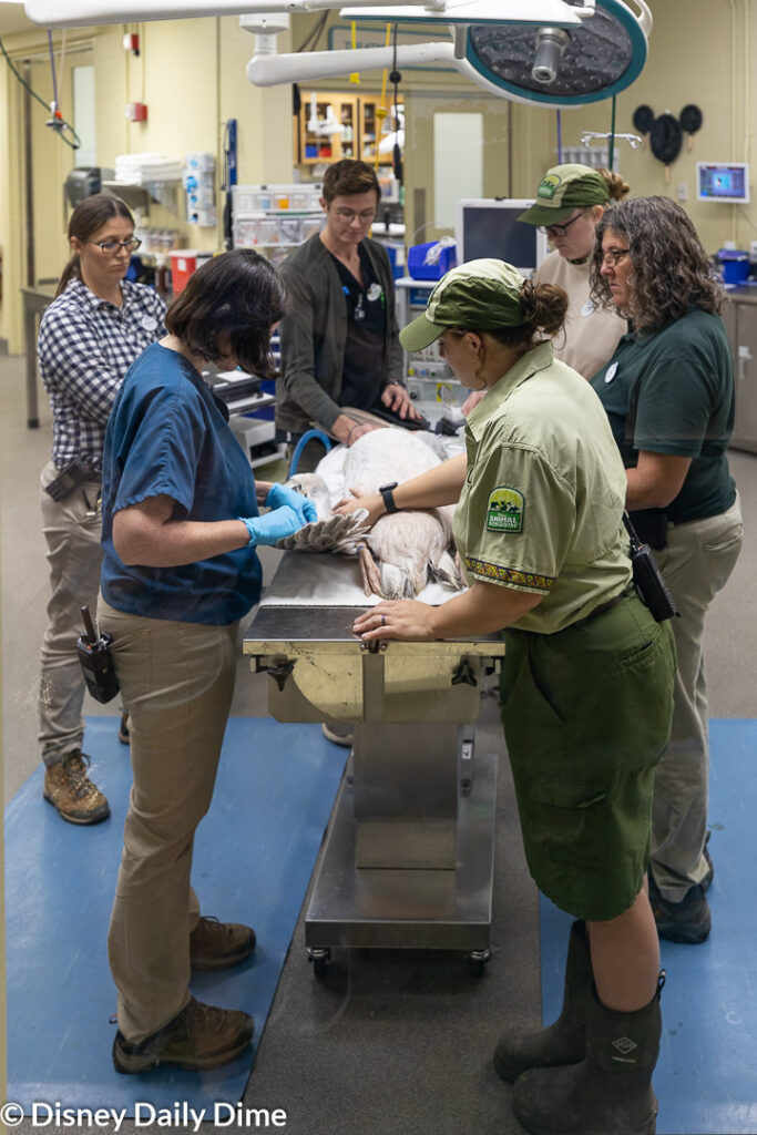 The Animation Experience at Conservation Station Review | Disney Daily Dime